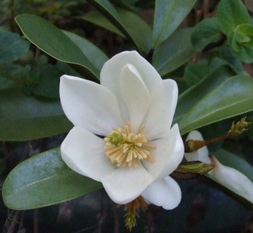 Michelia from multiple nurseries on Plant Lust