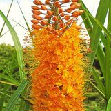 Eremurus x isabellinus 'Pinokkio' | Eremurus isabellinus 'Pinocchio ...