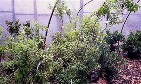 Agarista populifolia | Leucothoe populifolia | Coast Leucothoe ...