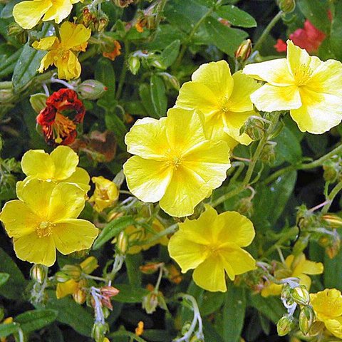 Helianthemum nummularium 'Golden Nugget' | Golden Nugget Sunrose ...