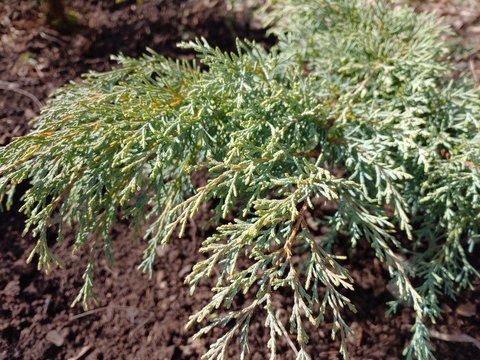 Cupressus macrocarpa 'Greenstead Magnificent' | Cupressus 'Greenstead ...