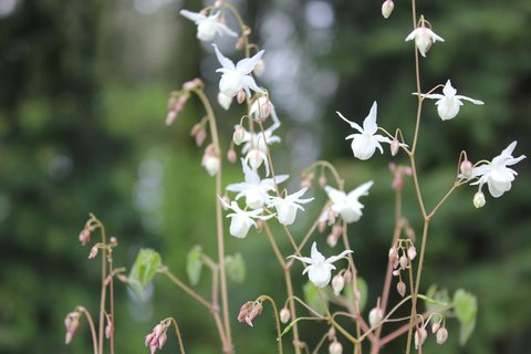 Epimedium x youngianum 'White Cloud' | Epimedium youngianum 'White ...