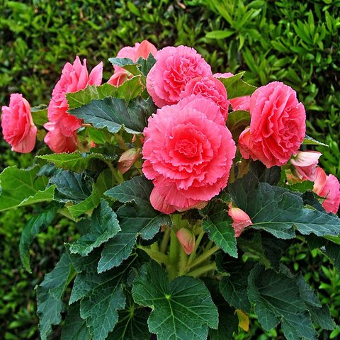 Begonia x tuberhybrida 'Ruffled Pink' | Ruffled Pink Tuberous Begonia ...