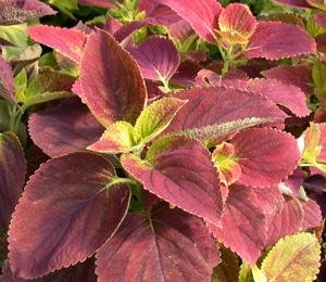 Coleus scutellarioides 'Alabama Sunset' | Coleus 'Alabama Sunset ...