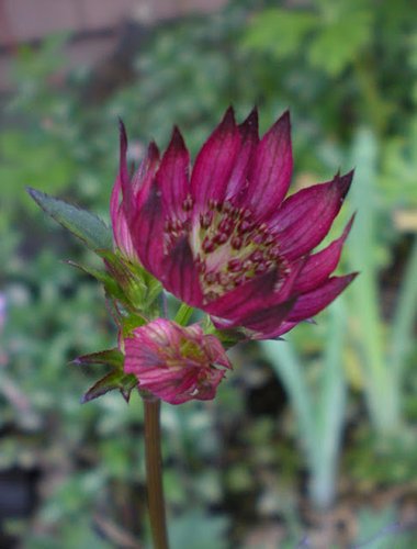 Astrantia major 'Ruby Wedding' | Ruby Wedding Masterwort | plant lust