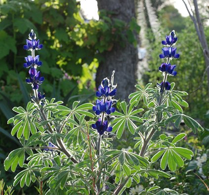 Lupinus pilosus | Blue Lupine | plant lust