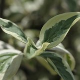 Cornus mas 'Variegata' | Variegated Cornelian Cherry Dogwood | plant lust