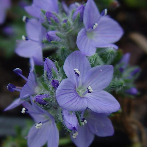 Veronica thessala | Speedwell | plant lust