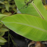 Musa 'Ice Cream' | Musa 'Blue Java' | Banana | plant lust