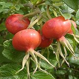 Rosa rugosa 'Rubra' | Rosa rugosa var. rubra | Rubra Rose | plant lust
