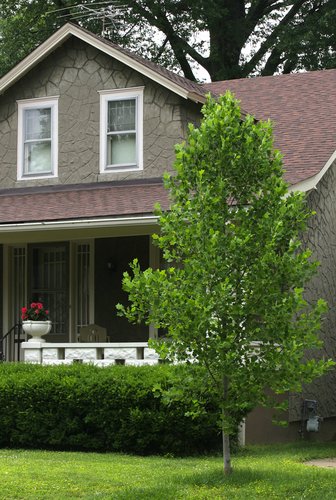 Liriodendron tulipifera 'Little Volunteer' | Little Volunteer Tulip ...