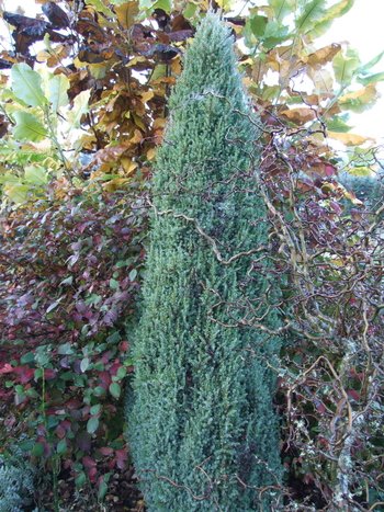 Juniperus communis 'Compressa' | Common Juniper | plant lust