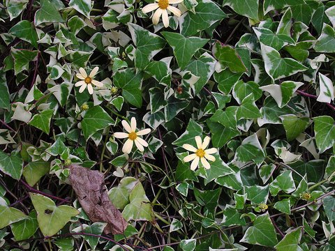 Senecio macroglossus 'Variegatus' | Turtle Ivy | Variegated Flowering ...