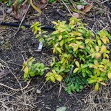 Hypericum calycinum 'Brigadoon' | Hypericum calycinum 'Briggadoon ...