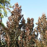 Fagus sylvatica 'Red Obelisk' | Red Obelisk Beech Tree | plant lust