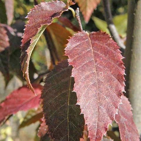 Carpinus caroliniana Native Flame® | Carpinus caroliniana 'Native Flame ...