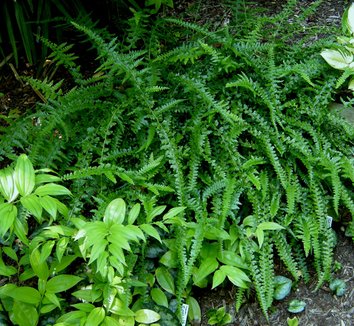 Microlepia from multiple nurseries on Plant Lust