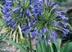 Agapanthus | plant lust