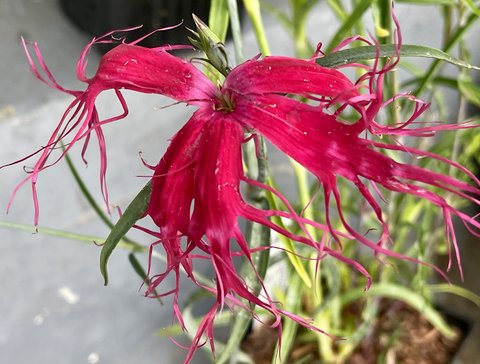 Dianthus x isensis 'Dancing Geisha' | Dianthus isensis 'Dancing Geisha ...