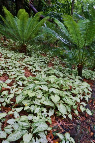 Syngonium podophyllum | Nephthytis | Pink Arrowhead Plant | plant lust