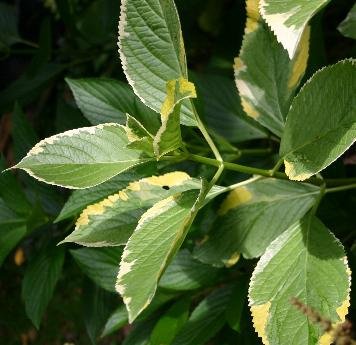 Hydrangea macrophylla 'Lemon Wave' | | plant lust