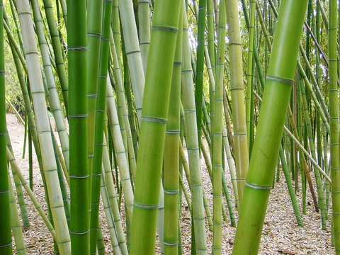 Phyllostachys vivax | Phyllostachys vivax 'Vivax' | Chinese Timber ...