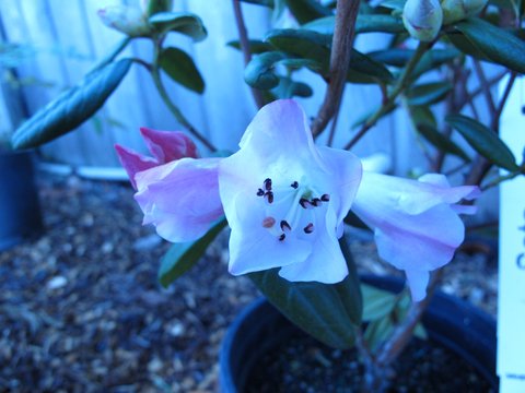 Rhododendron 'Seta' | | plant lust