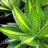 Agave lophantha 'Splendida' | Agave univittata 'Splendida' | Splendida ...