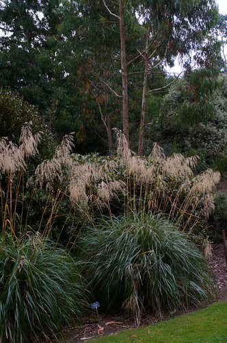 Chionochloa conspicua | | plant lust