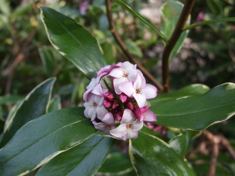 Daphne odora 'Aureomarginata' | Daphne odorata 'Aureo-Marginata ...