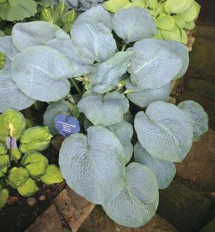 Hosta 'Powder Blue' | | plant lust
