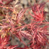 Acer palmatum 'Scarlet Princess' | Scarlet Princess Japanese Maple ...