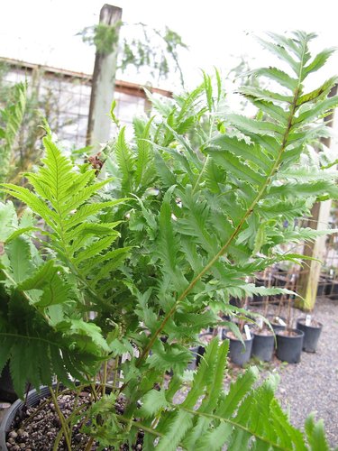 Polypodium calirhiza 'Sarah Lyman' | Polypodium californicum 'Sarah ...