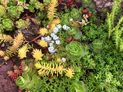 Sedum² Solutions™ | Mixed Sedums | plant lust