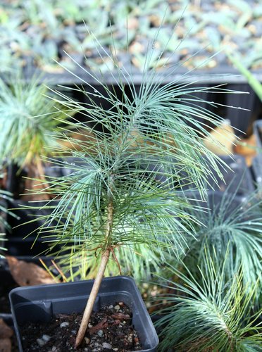 Pinus maximartinezii | Rare Mexican Pinon Pine | plant lust