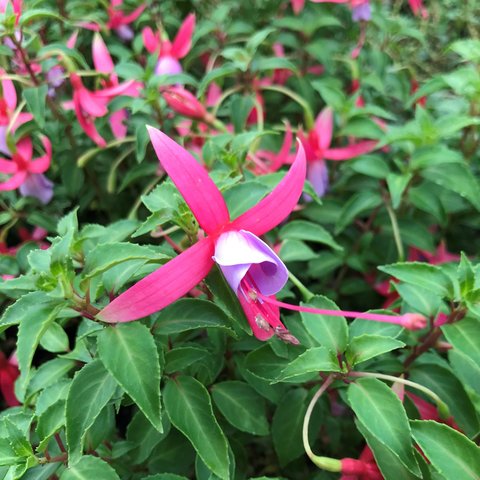 Fuchsia 'Foxgrove Wood' | | plant lust