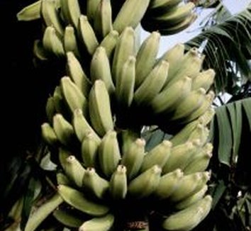 Musa from multiple nurseries on Plant Lust