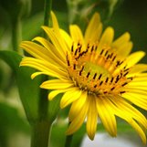 Silphium perfoliatum | Cup Plant | plant lust