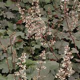 Heuchera villosa 'Atropurpurea' | Heuchera villosa var. Atropurpurea ...