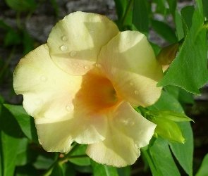 Allamanda blanchettii 'Cream' | Cream Allamanda | plant lust
