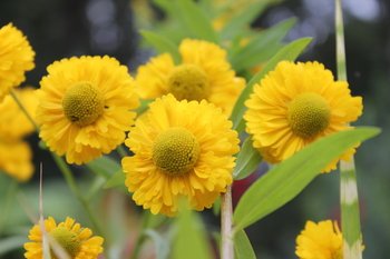 Helenium 'Double Trouble' PP18206 | Double Trouble Fall Helenium ...