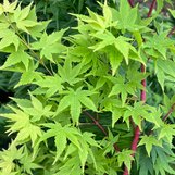 Acer palmatum 'Little Sango' | Little Sango Japanese Maple | plant lust