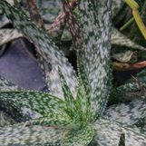 Aloe rauhii | Aloe rauhii 'Snowflake' | Aloe x 'Snowflake' | Snowflake ...