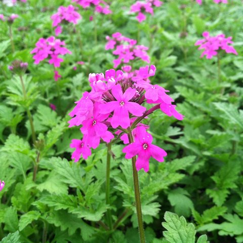 Verbena canadensis 'Perfecta' | | plant lust