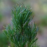 Pinus cembra 'Chalet' | Chalet Swiss Stone Pine | plant lust