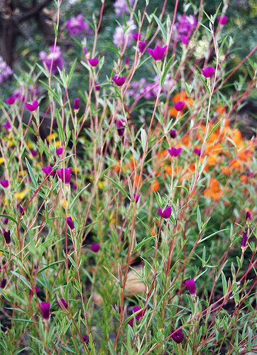 Clarkia purpurea ssp. quadrivulnera | Clarkia purpurea quadrivulnera ...
