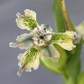 Ferraria divaricata | plant lust