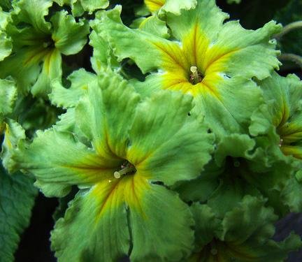 Primula vulgaris 'Francesca' | Primula 'Francisca' | Primula 'Green ...
