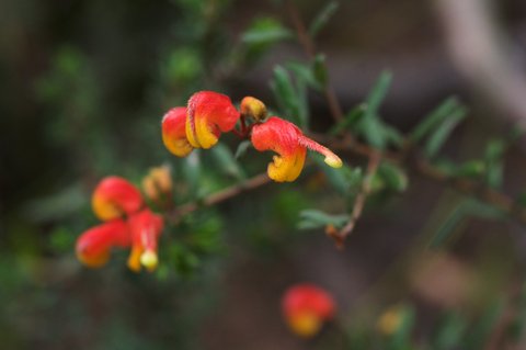 Grevillea alpina [GDIS] | Alpine Grevillea | Cat's Claw | Mountain ...