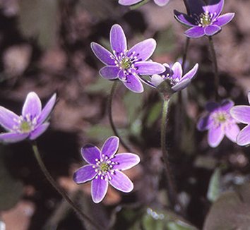 Hepatica from multiple nurseries on Plant Lust